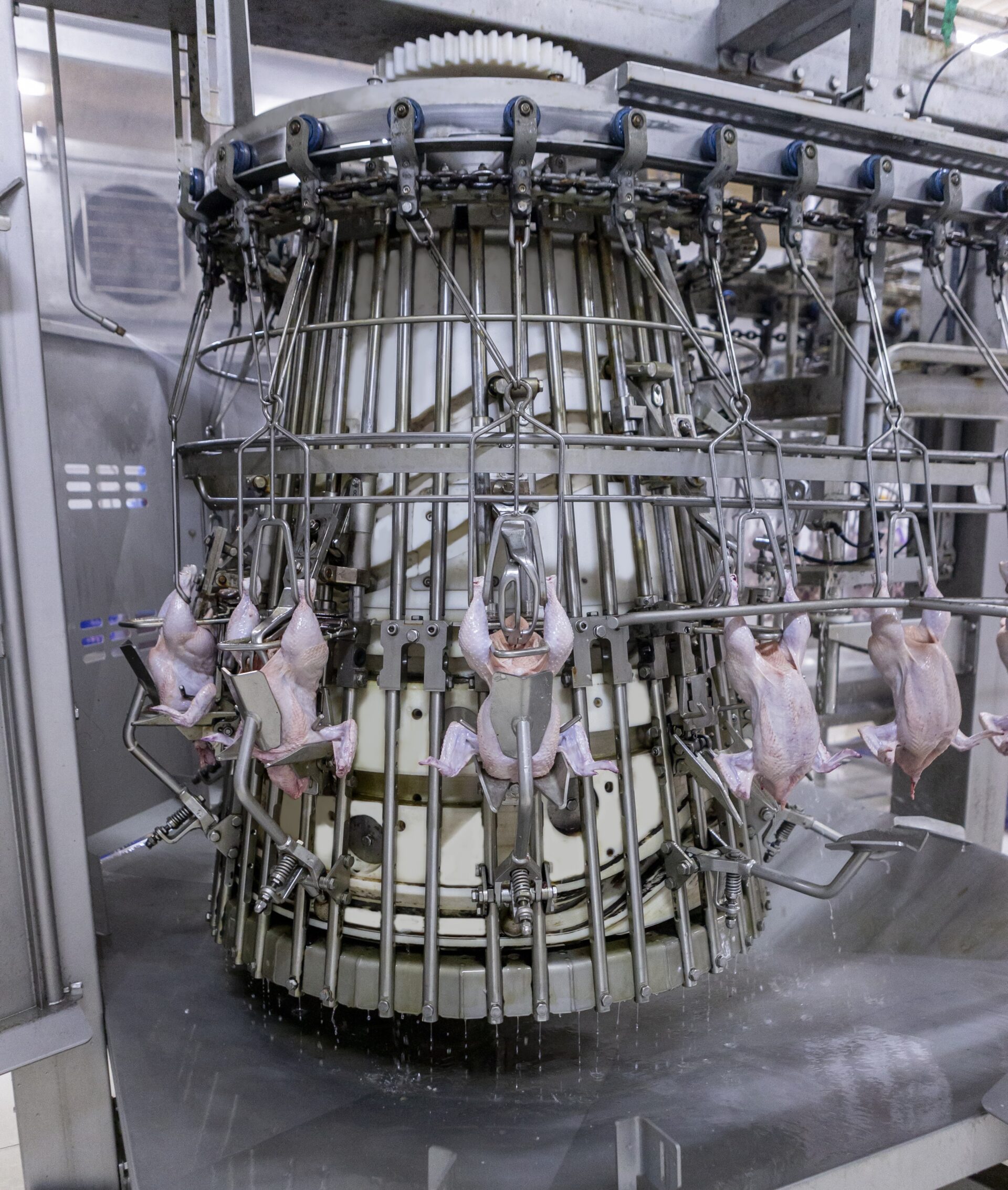 From manual to automated poultry processing – Poultry & Livestock ...