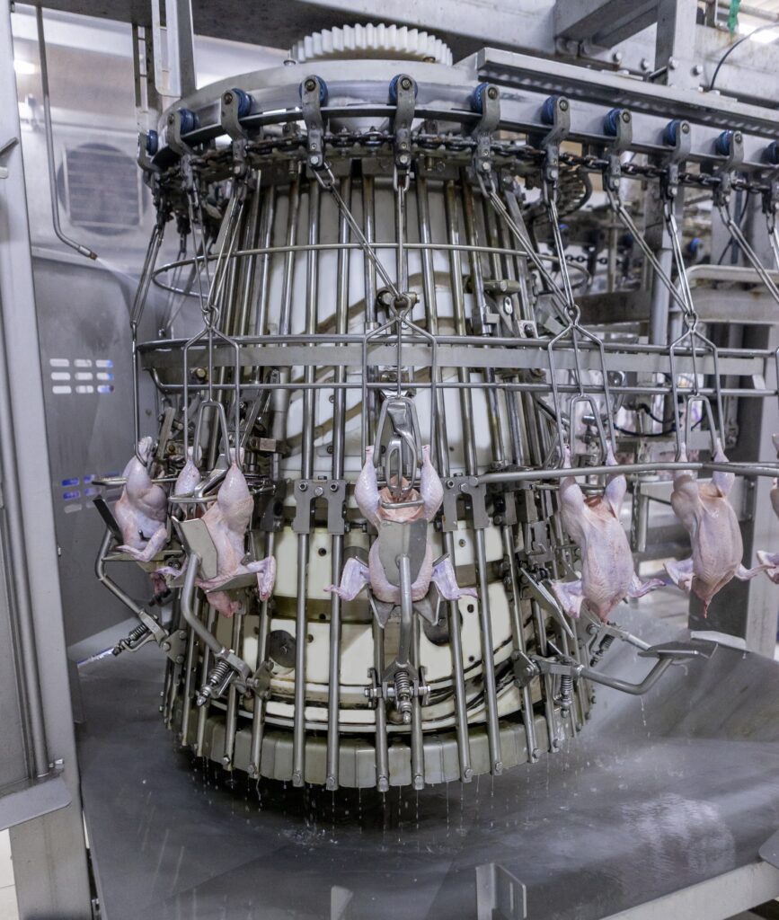 From manual to automated poultry processing – Poultry & Livestock ...