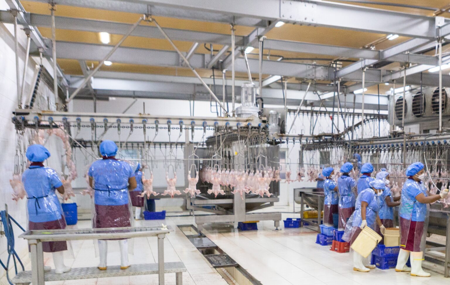 From manual to automated poultry processing - Poultry & Livestock ...