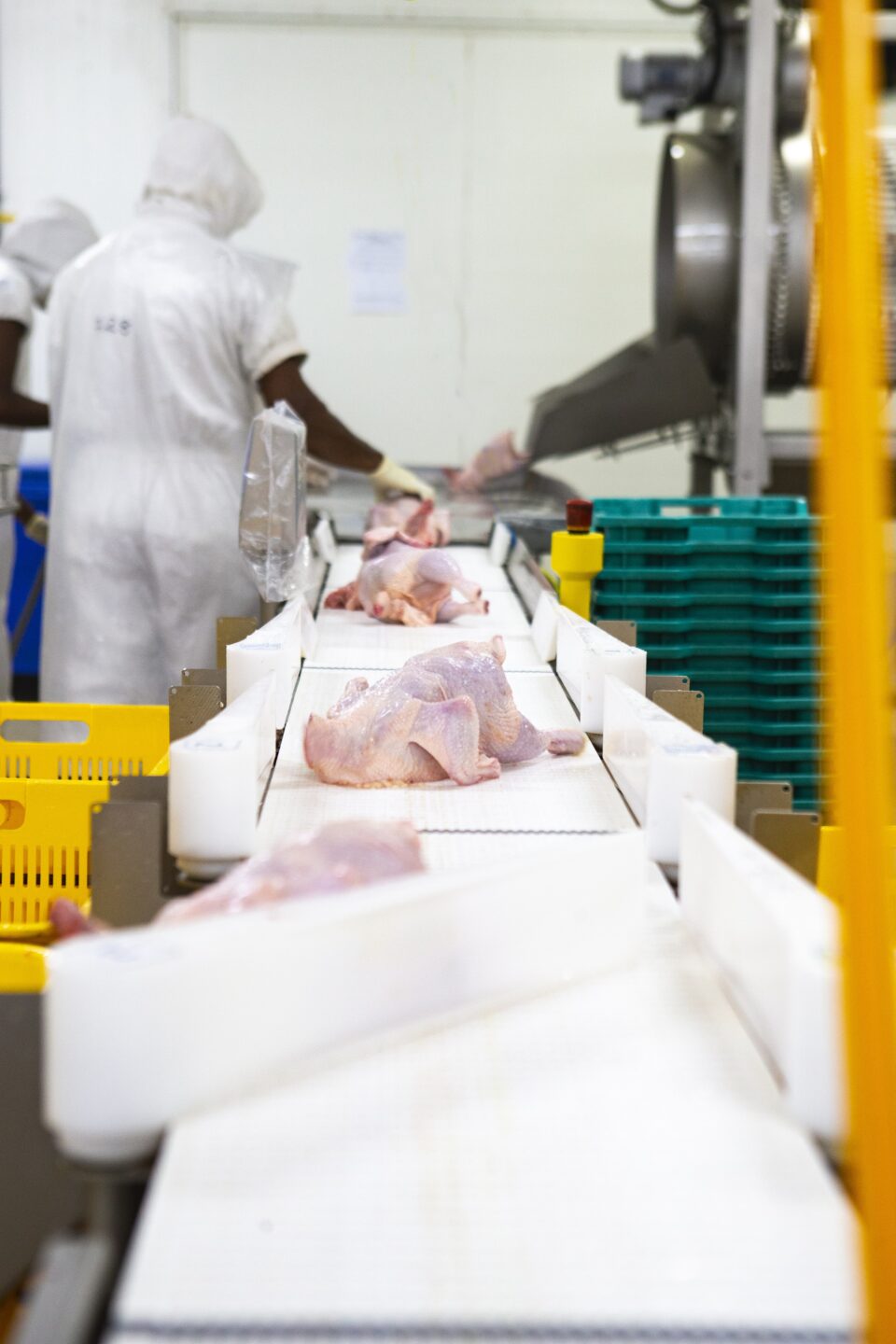 From manual to automated poultry processing – Poultry & Livestock ...