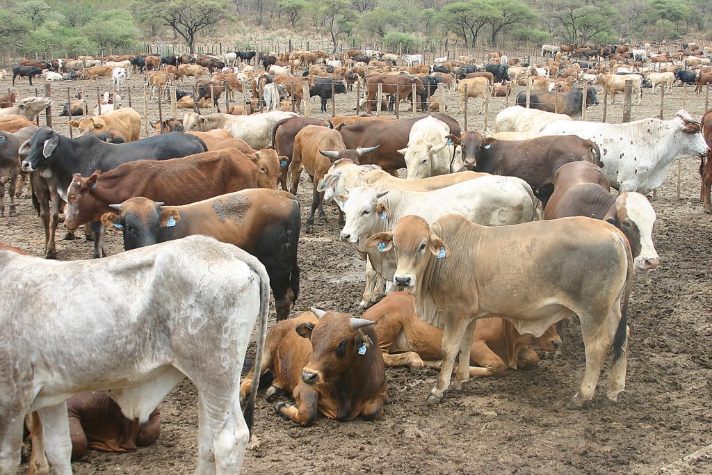 Do cattle outnumber people in Botswana? – Poultry & Livestock Review Africa