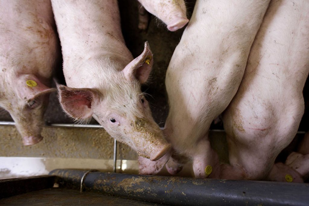 Mycotoxins in swine: Precise, holistic management - Poultry & Livestock ...