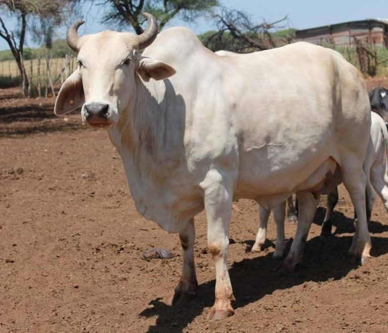 Improving beef yield through crossbreeding – Poultry & Livestock Review ...