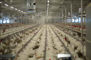 How do I determine the ideal ventilation system for my poultry house ...