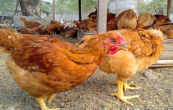 Try Sasso chicken this year - Poultry & Livestock Review Africa