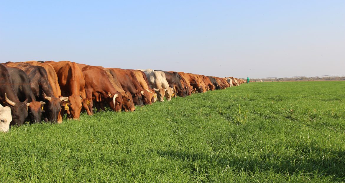 The virtues of open grazing in Nigeria – Poultry & Livestock Review Africa