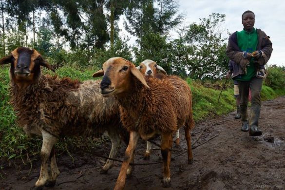 Rwanda records decline in sheep population – Poultry & Livestock Review ...