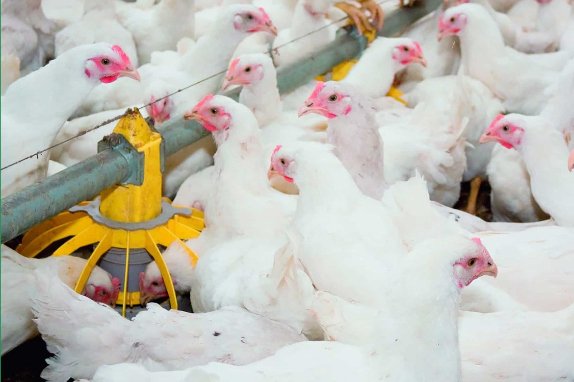 Stress: A challenge for broilers – Poultry & Livestock Review Africa