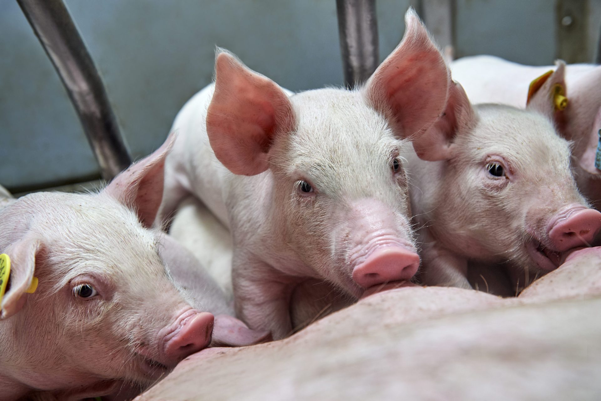 GOOD PRACTICE FOR MOVING AND DELIVERY CONDITIONS OF PIGS - Poultry ...