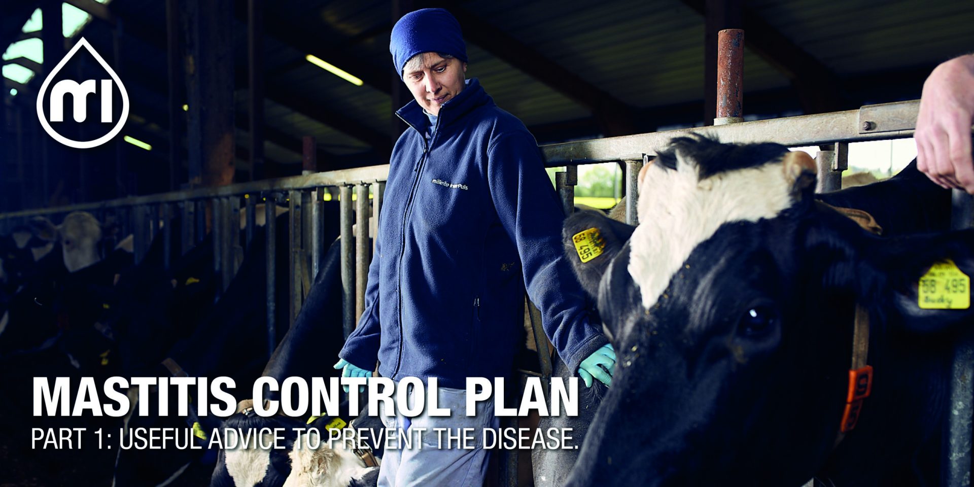 Mastitis Control Plan part 1: useful advice to prevent the disease ...
