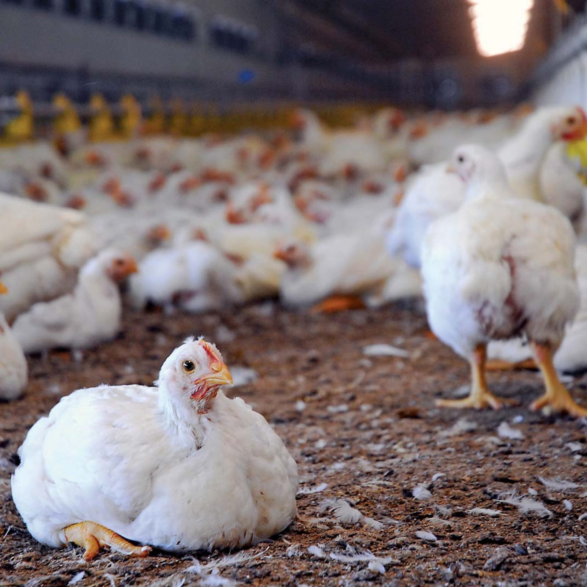 Omniolytics selects IBM Cloud and IBM Watson to help African poultry ...