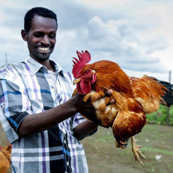 Environment drives DNA changes in Ethiopian chickens – Poultry ...