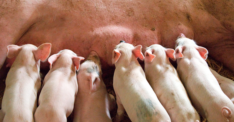 MANAGING THE WEANING PERIOD IN PIGLETS – Poultry & Livestock Review Africa