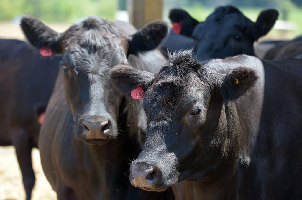 Wagyu cattle breed places Zimbabwe amongst world’s beef elite – Poultry ...