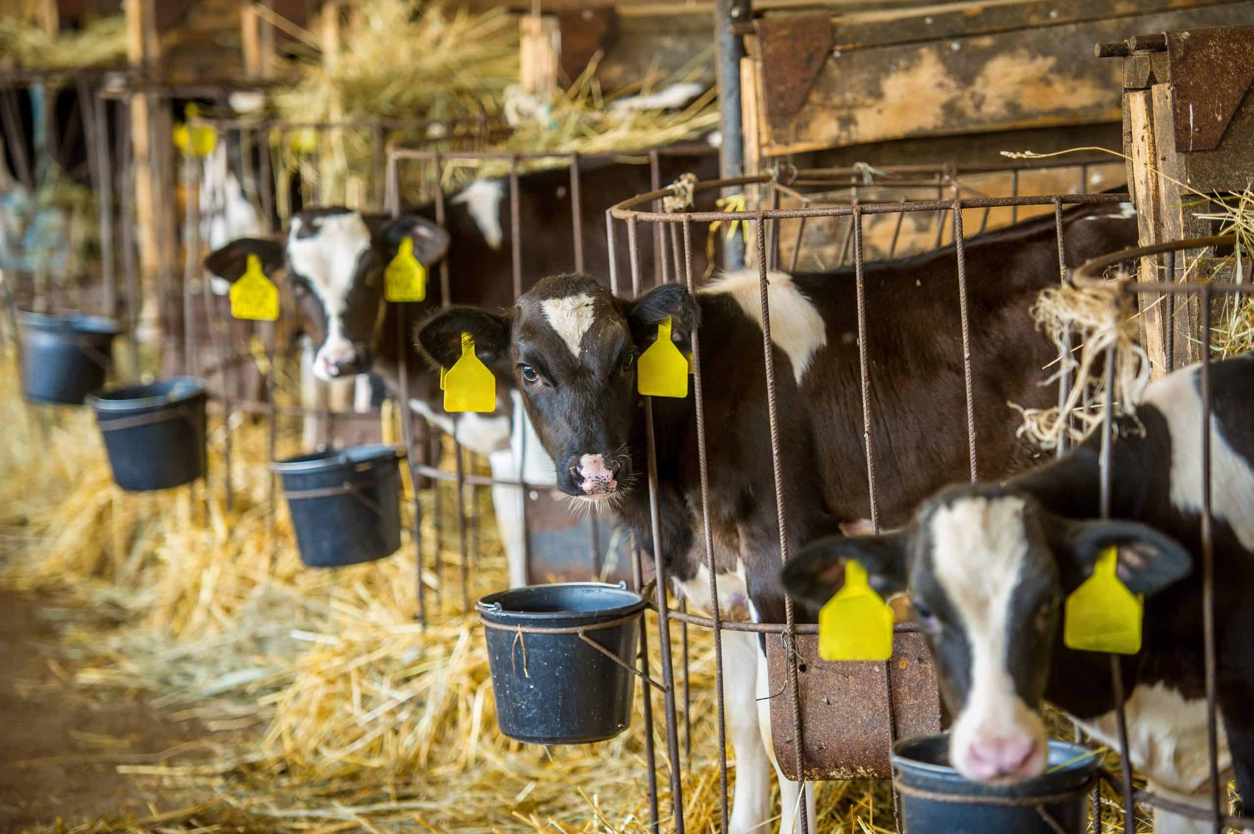 Cough: Prevention is better than cure - Poultry & Livestock Review Africa