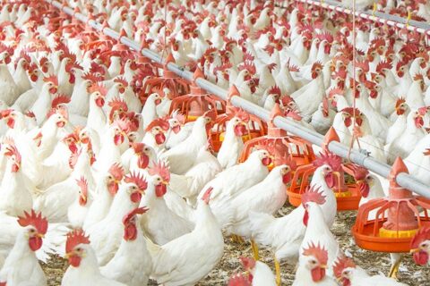 Great scope for expansion of Namibia’s poultry industry - Poultry ...