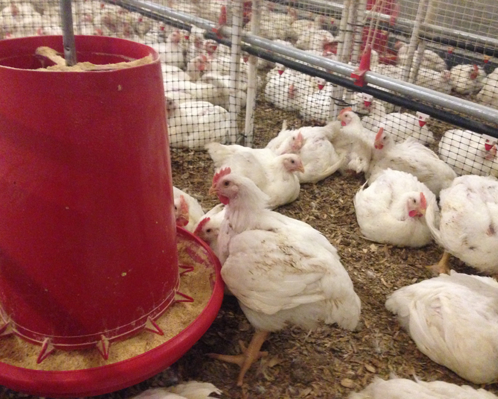 Poultry science researchers fine tune chicken sprinkler technology ...