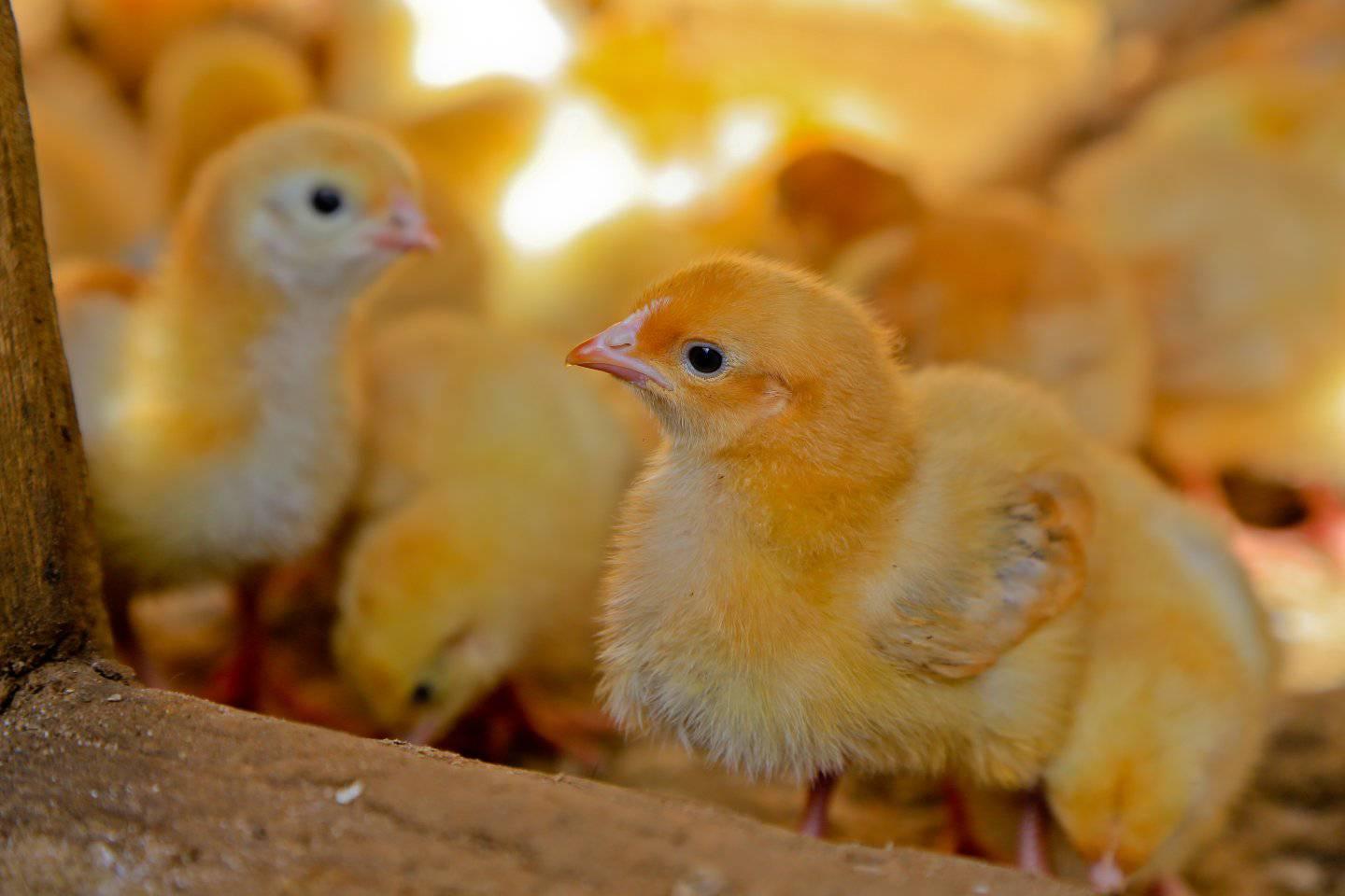 Rwanda on Course to Wean Herself Off Poultry Imports – Poultry ...
