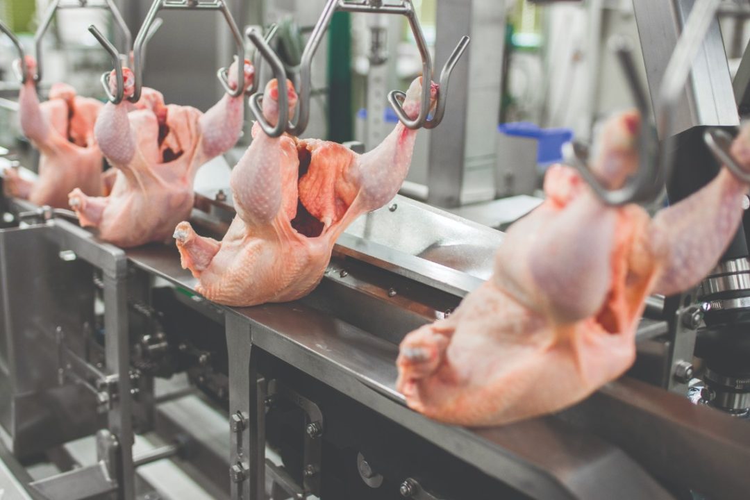 Poultry Processing Tech: Gobbling up technology - Poultry & Livestock ...
