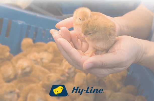 Hy-Line Invests in Chick Quality – Poultry & Livestock Review Africa