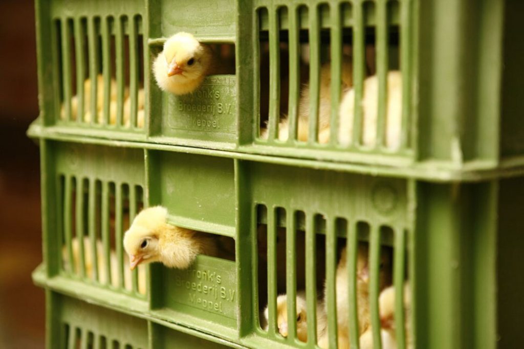 Improving bird welfare during transit - Poultry & Livestock Review Africa