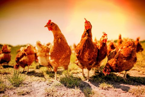 De Heus Kenya Launches Africa’s Largest Feed Mill to Strengthen ...
