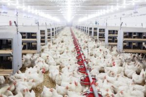 SA poultry edges closer to being a R60bn industry – Poultry & Livestock ...
