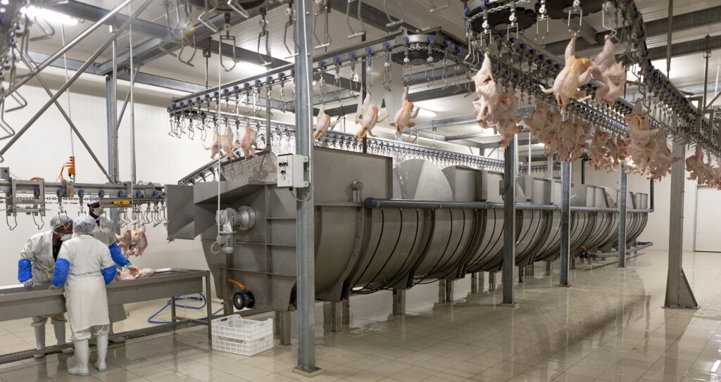 From manual to automated poultry processing – Poultry & Livestock ...