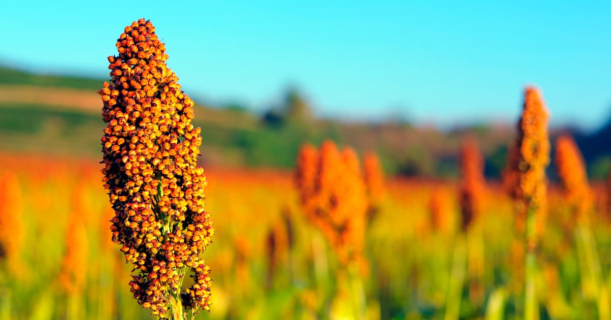 Sorghum poised for more use in cattle feed, pet food – Poultry ...