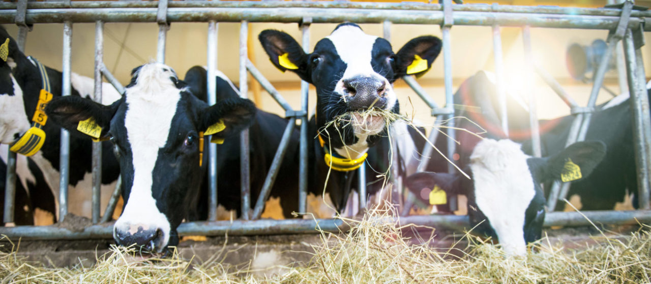 3 big benefits of cow locating – Poultry & Livestock Review Africa