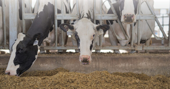Neogen® Launches Igenity® Enhanced Dairy - Poultry & Livestock Review ...