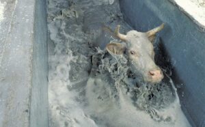 A Guide to Dipping, Deworming, and Vaccinating Your Cattle: Timing and ...