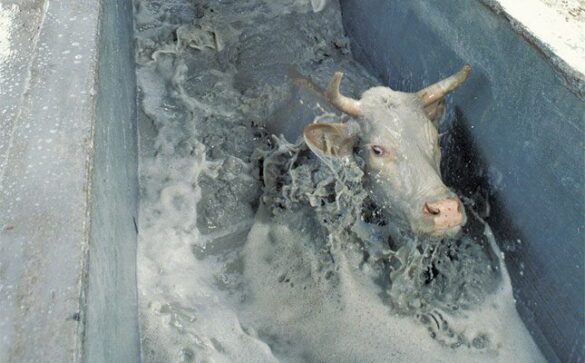 A Guide to Dipping, Deworming, and Vaccinating Your Cattle: Timing and ...