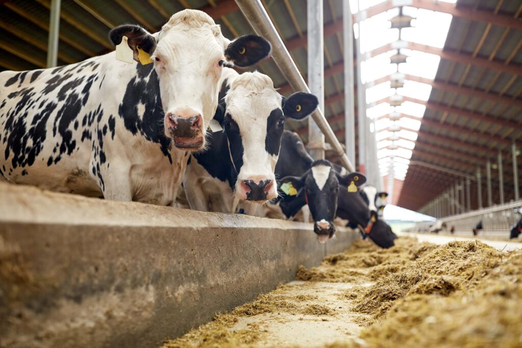 Optimizing Calcium for Healthier Transition Cows – Poultry & Livestock ...