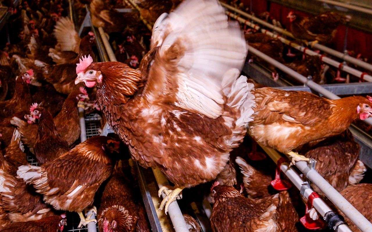 Boosting Food Security in Ghana: Advocating for Local Chicken ...