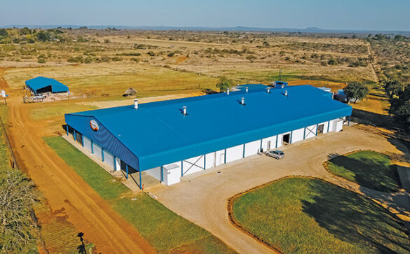 Limpopo's KC Hatchery Soars with Major Expansion - Poultry & Livestock ...
