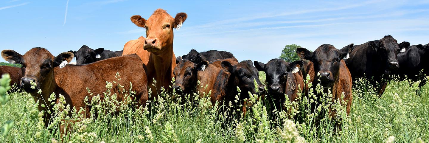 The Vital Role of Healthy Soil in Cattle Farming - Poultry & Livestock ...
