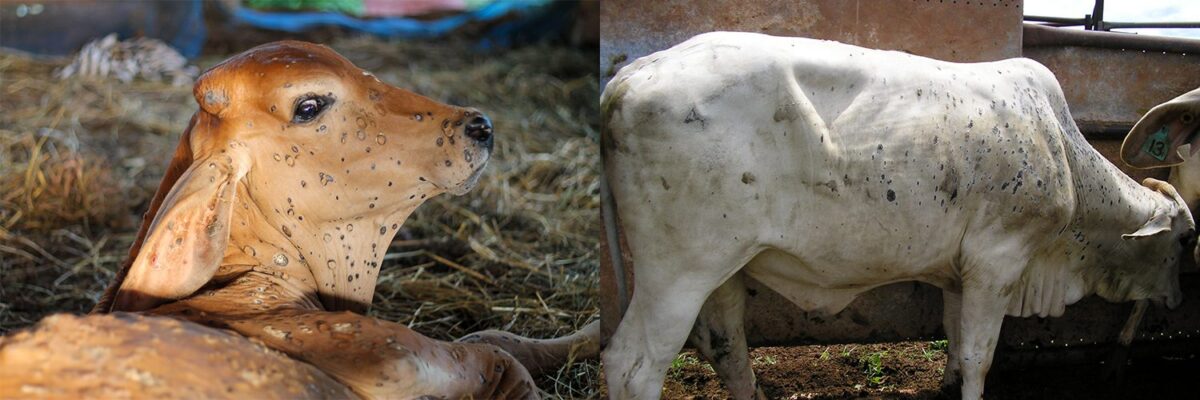 Lumpy Skin Disease: A Threat to Africa’s Cattle Industry - Poultry ...