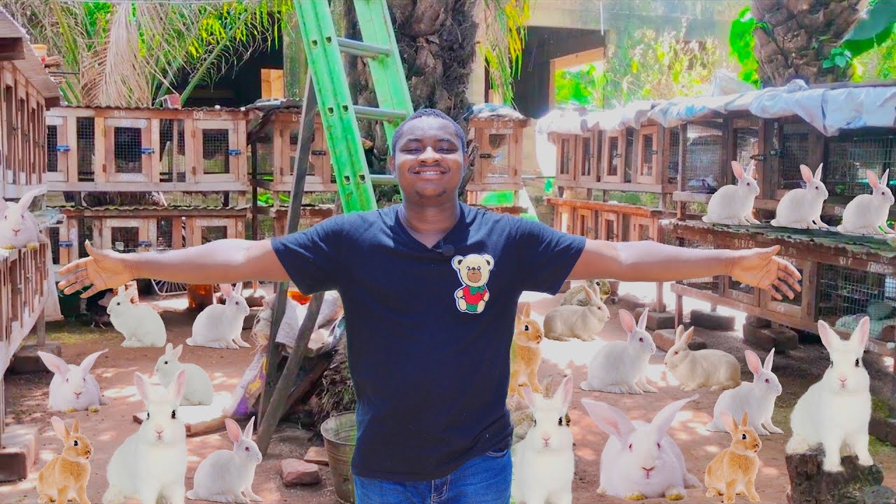 Small Animal, Big Opportunity: Why Rabbit Farming Is Gaining Ground ...