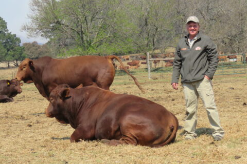 A Guide to Dipping, Deworming, and Vaccinating Your Cattle: Timing and ...