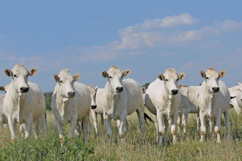 World Poultry Foundation Celebrates a Decade of Impact: Transforming ...