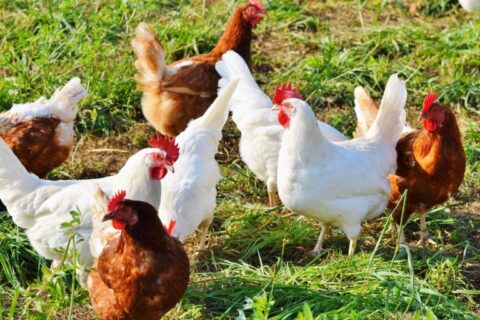 De Heus Kenya Launches Africa’s Largest Feed Mill to Strengthen ...