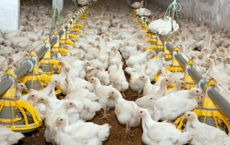 Zimbabwe’s Poultry Value Chain: Empowering Smallholder Farmers ...