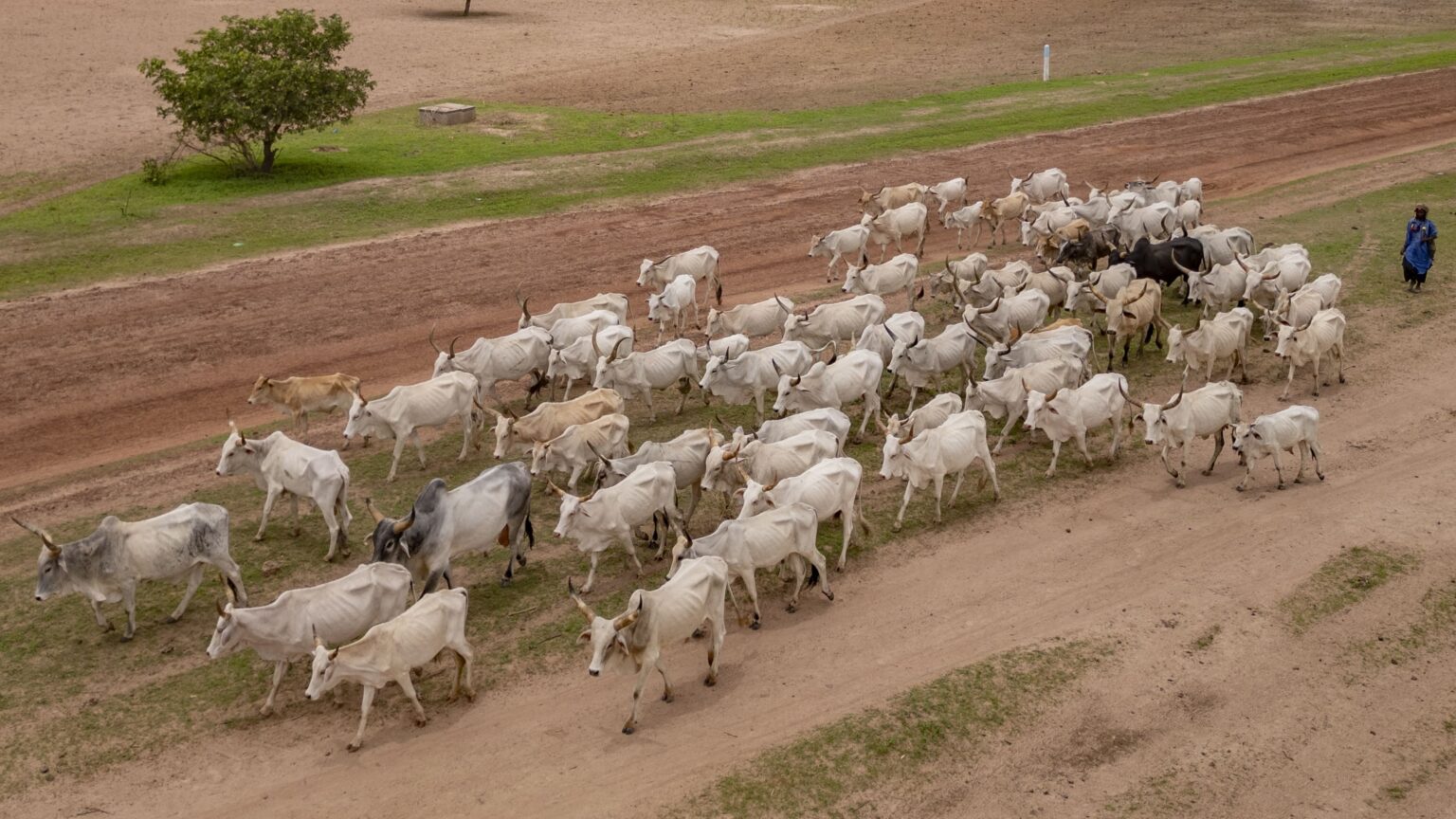 African Ministers Commit to Livestock Transformation as Key to Food ...