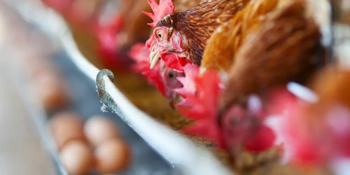Poultry Industry Powers Nigeria’s Agricultural Growth: Contributing 25% ...