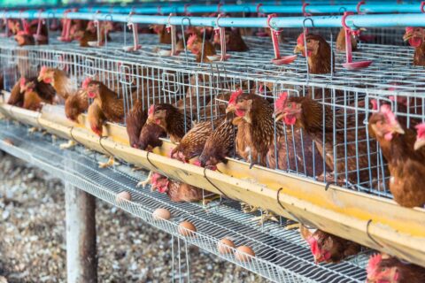 De Heus Kenya Launches Africa’s Largest Feed Mill to Strengthen ...