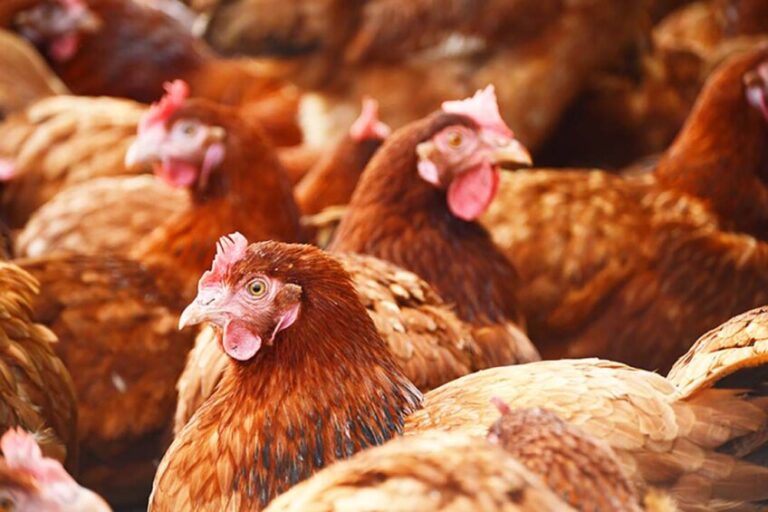 Zimbabwe’s Poultry Transformation: A Farmer-Led Fight Against ...