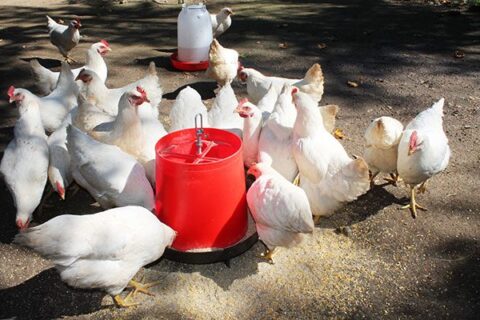 De Heus Kenya Launches Africa’s Largest Feed Mill to Strengthen ...