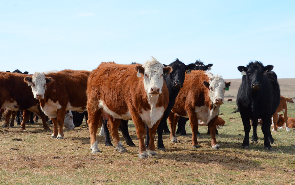 Mid-April Catch Pen: Key Developments Shaping Africa’s Beef and ...